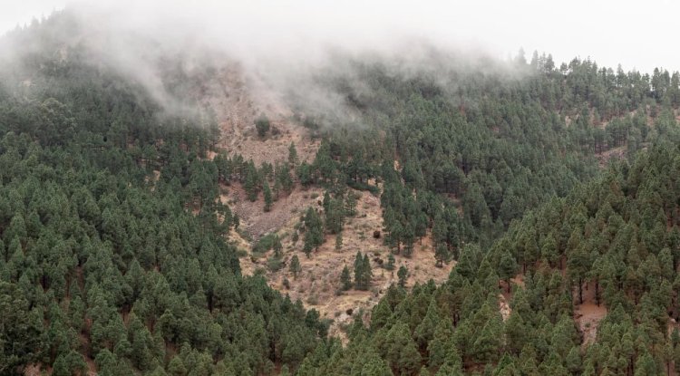 Climate Change Drives Sharp Rise in Global Forest Fires - Responsibleus