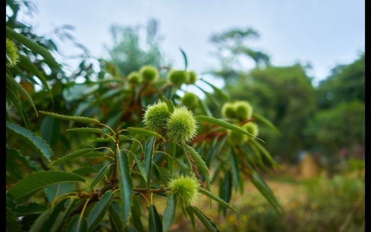 Chestnut Carbon Plants 17M Trees On 30K Acres - Responsible Us