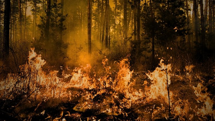 Wildfire Season 2025: Canada’s Climate Adaptation Under Scrutiny ...