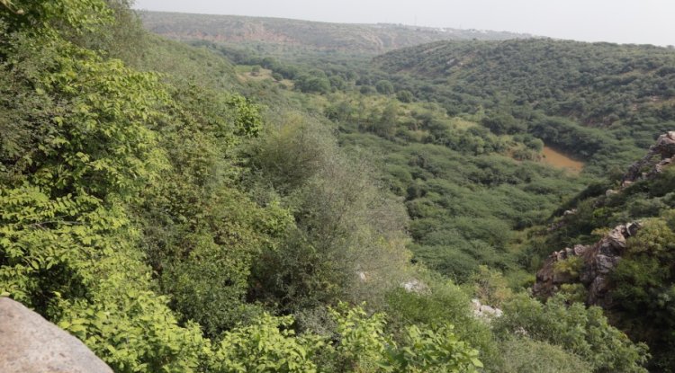 DLF Faces Backlash Over Alleged Tree Cutting In Aravallis For Real ...