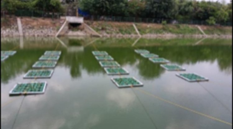 Diligent India Restores Iblur Lake With Floating Gardens - Responsible Us