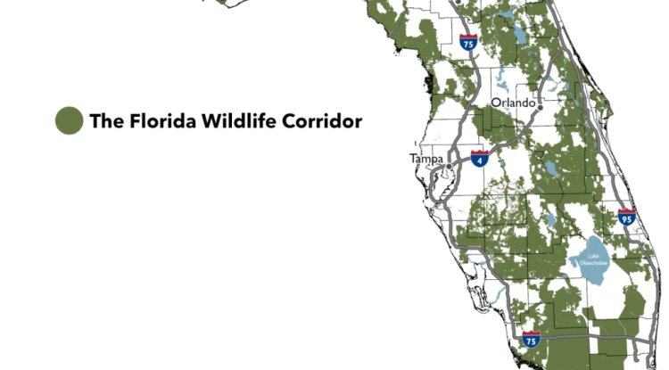 Florida Wildlife Corridor Marks 15 Years as Conservation Expands ...