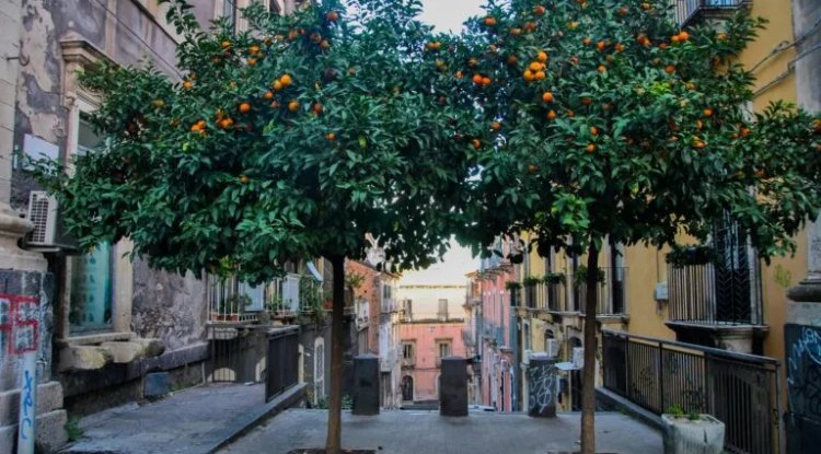 Urban Foraging Expands as Falling Fruit Maps Edible City Resources ...