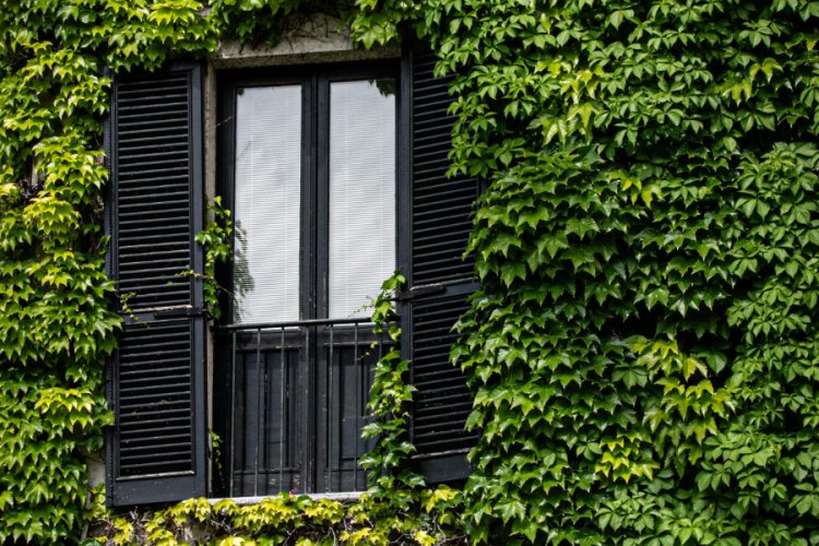 Study Finds Living Walls Boost Urban Biodiversity in UK Cities ...
